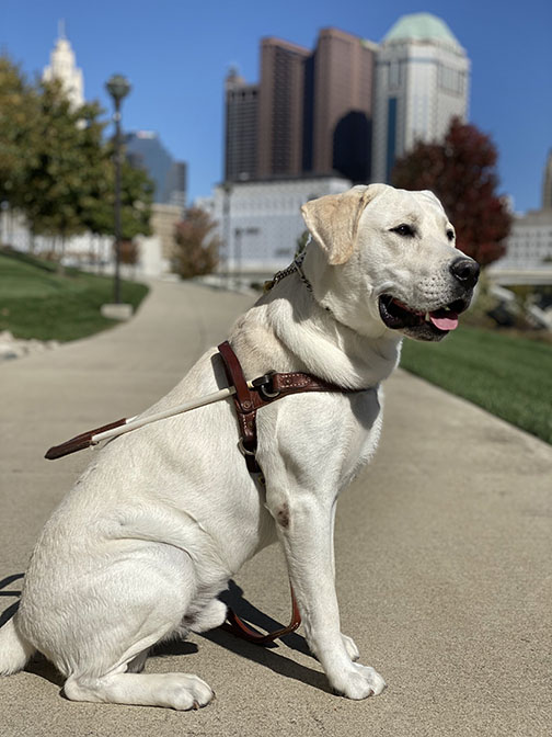 Apply for a Pilot Dog - Pilot Dogs