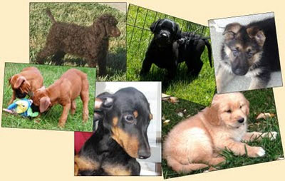 Guide Dog Training Program – Pilot Dogs